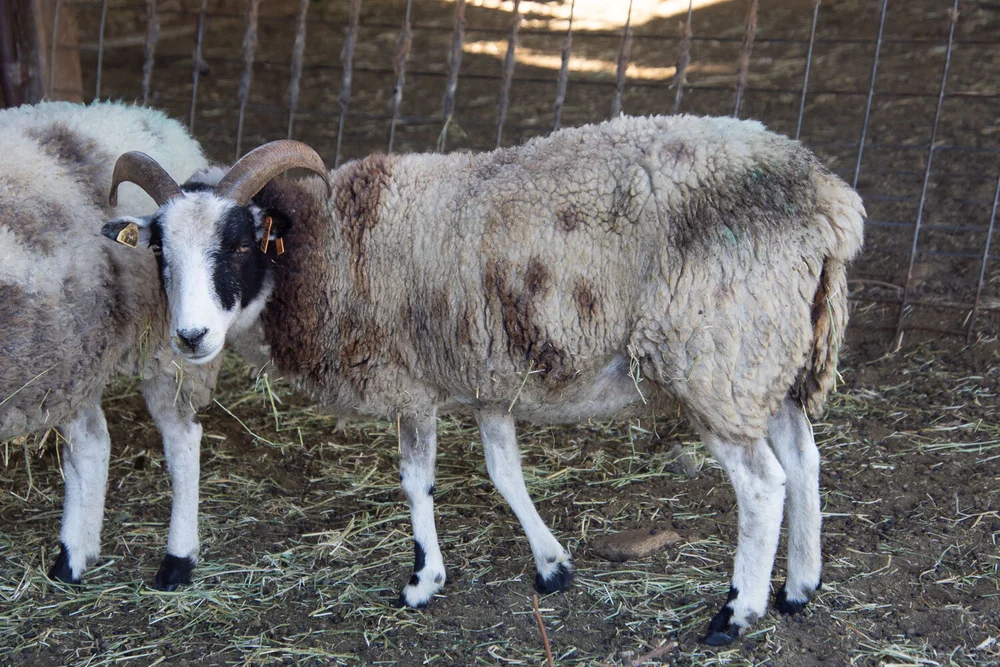 Sheep — Meridian Jacobs