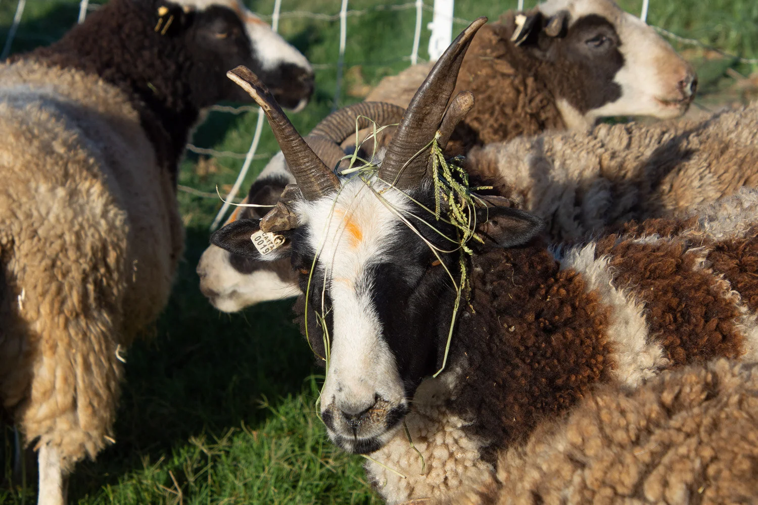 Sheep — Meridian Jacobs