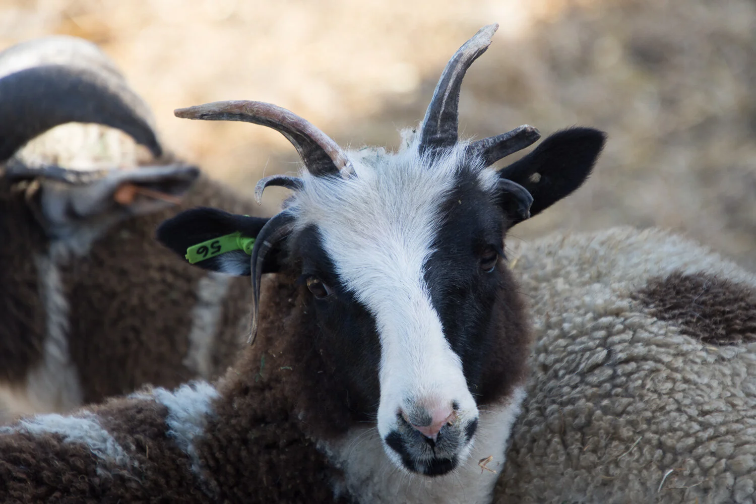 Sheep — Meridian Jacobs