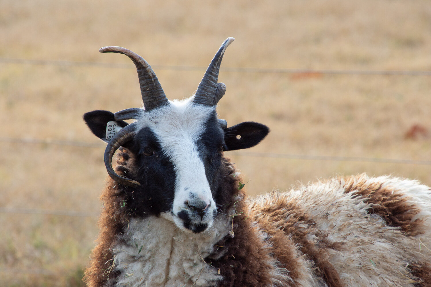 Sheep — Meridian Jacobs