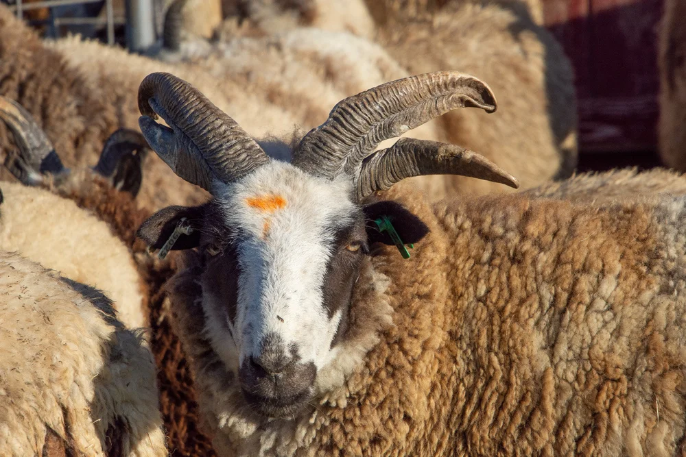 Sheep — Meridian Jacobs