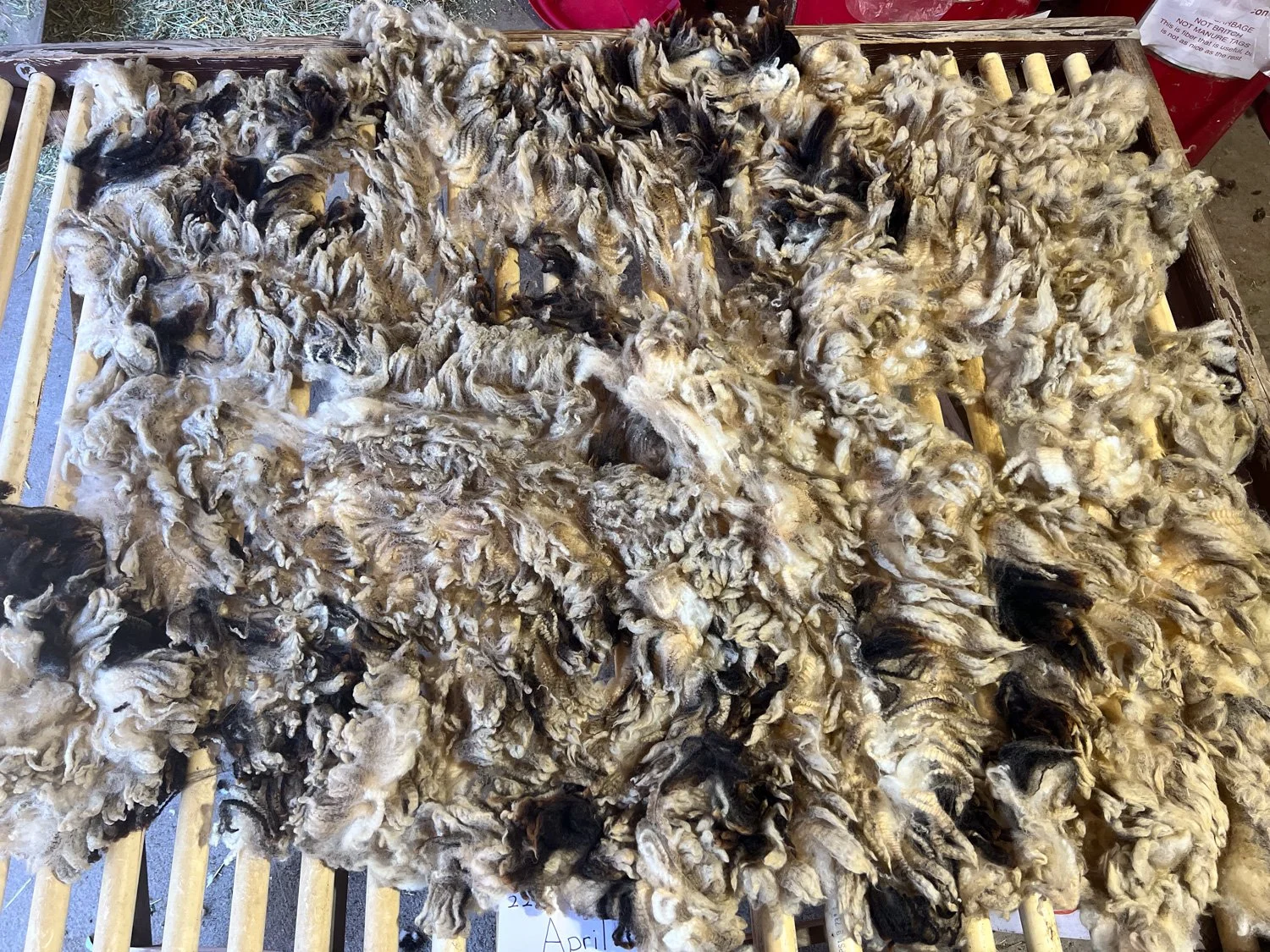 Wool Fleece & Fiber