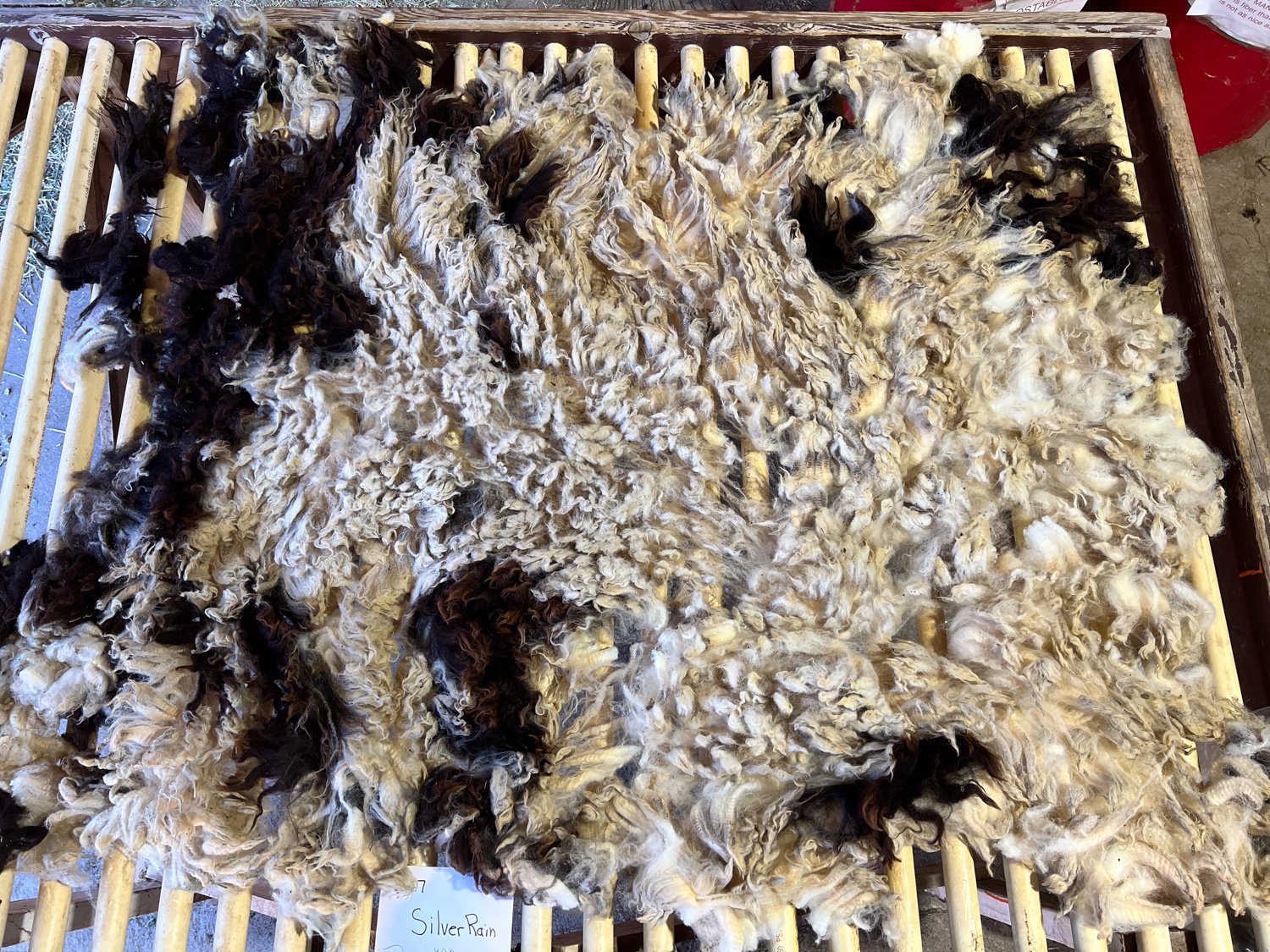 Wool Fleece & Fiber