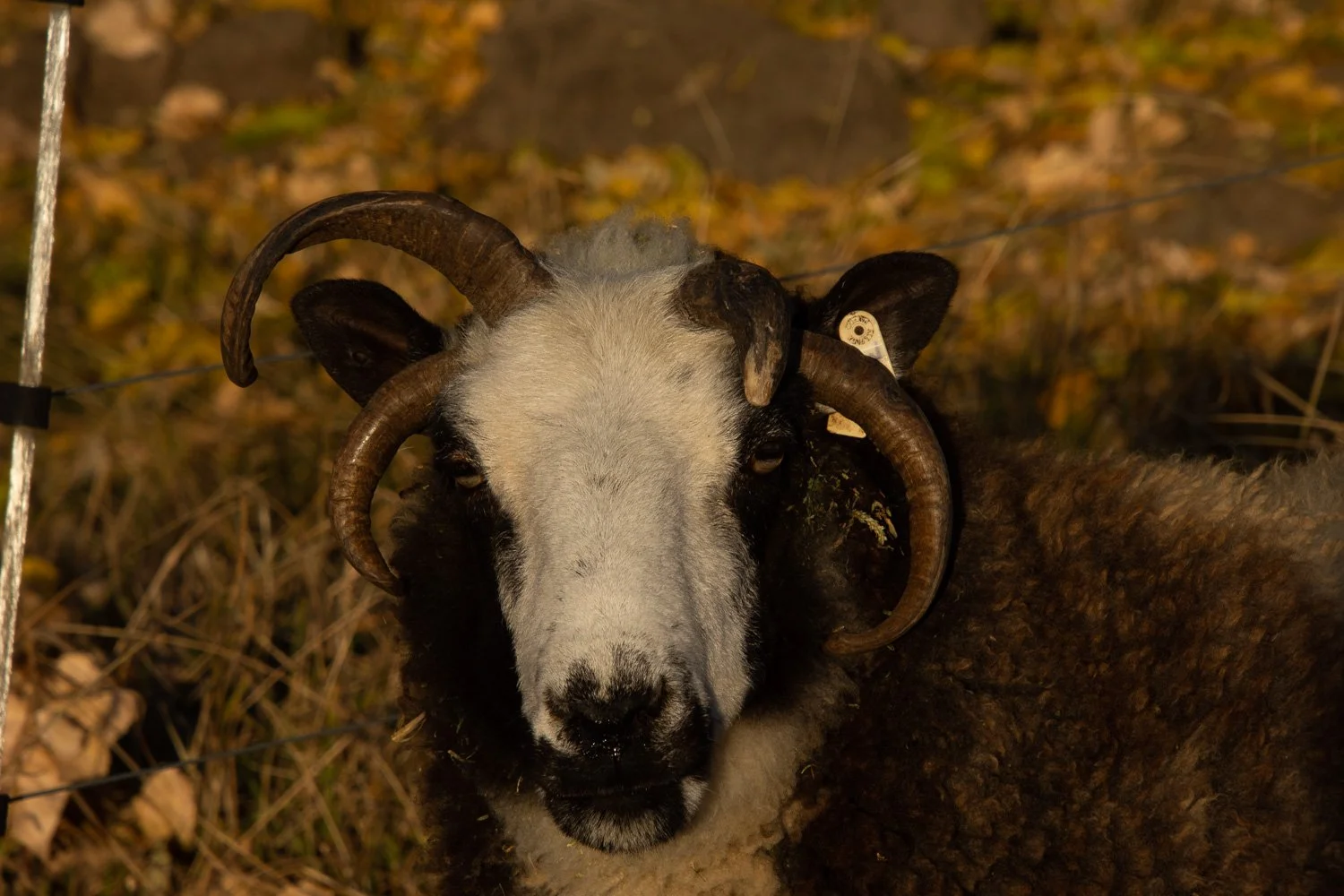Sheep Portraits — Meridian Jacobs