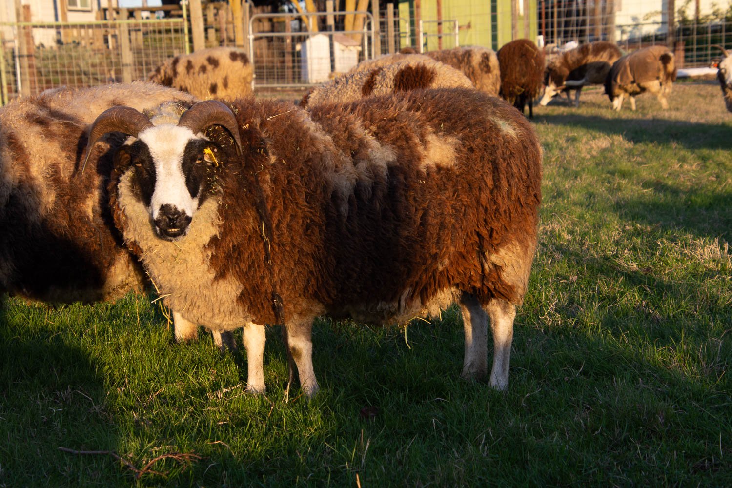 Ewes at Meridian Jacobs