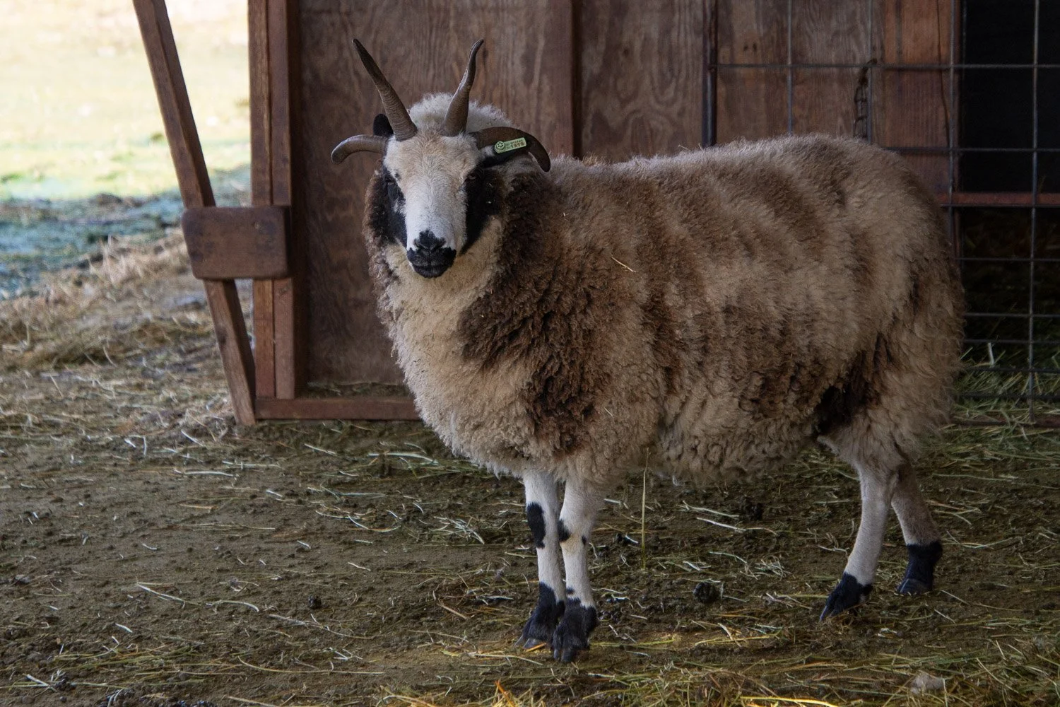 Ewes at Meridian Jacobs
