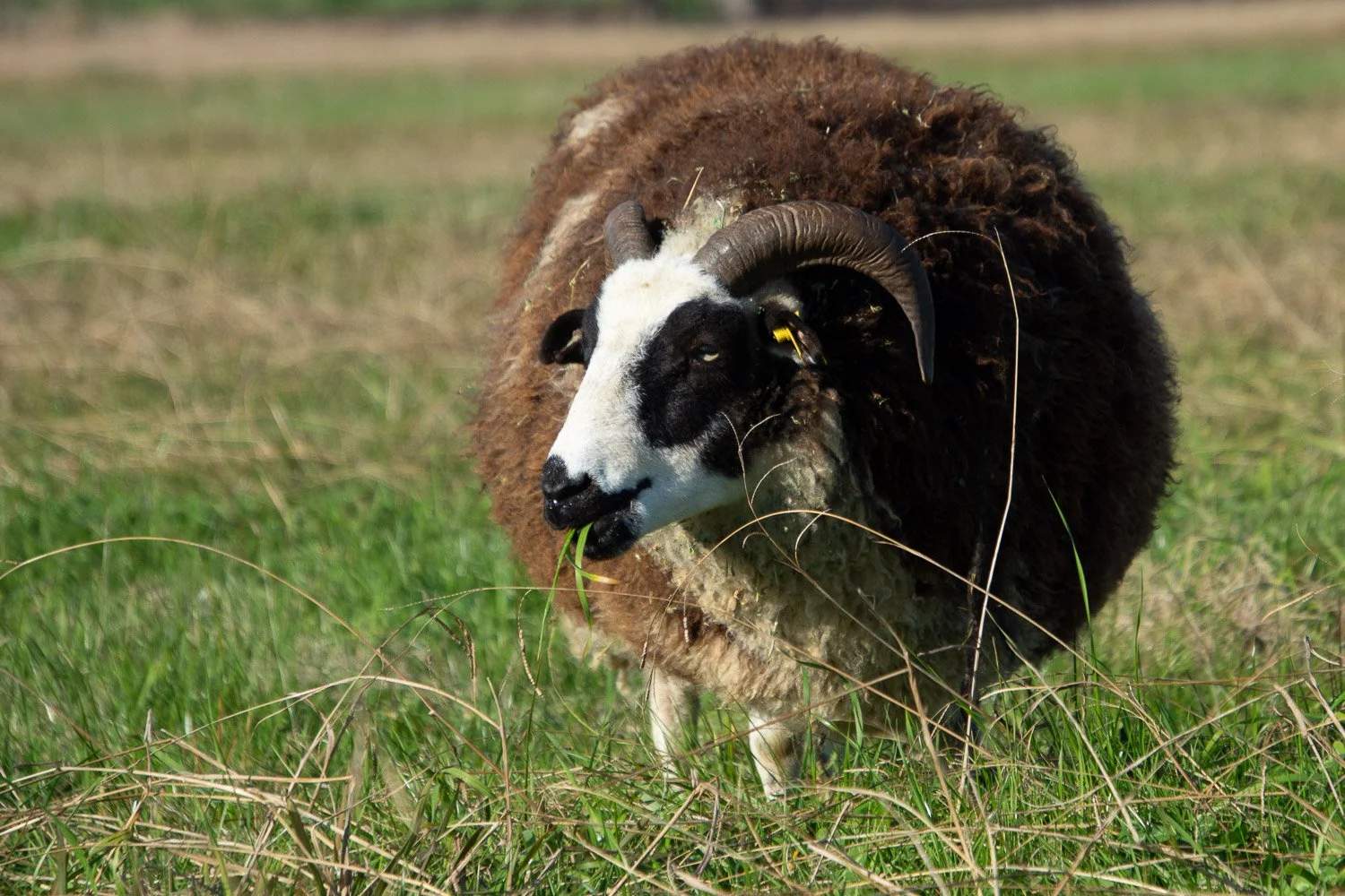 Ewes at Meridian Jacobs