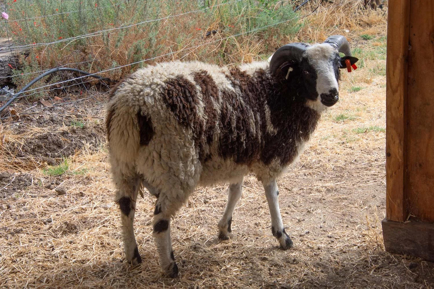 Jacob Sheep Ram