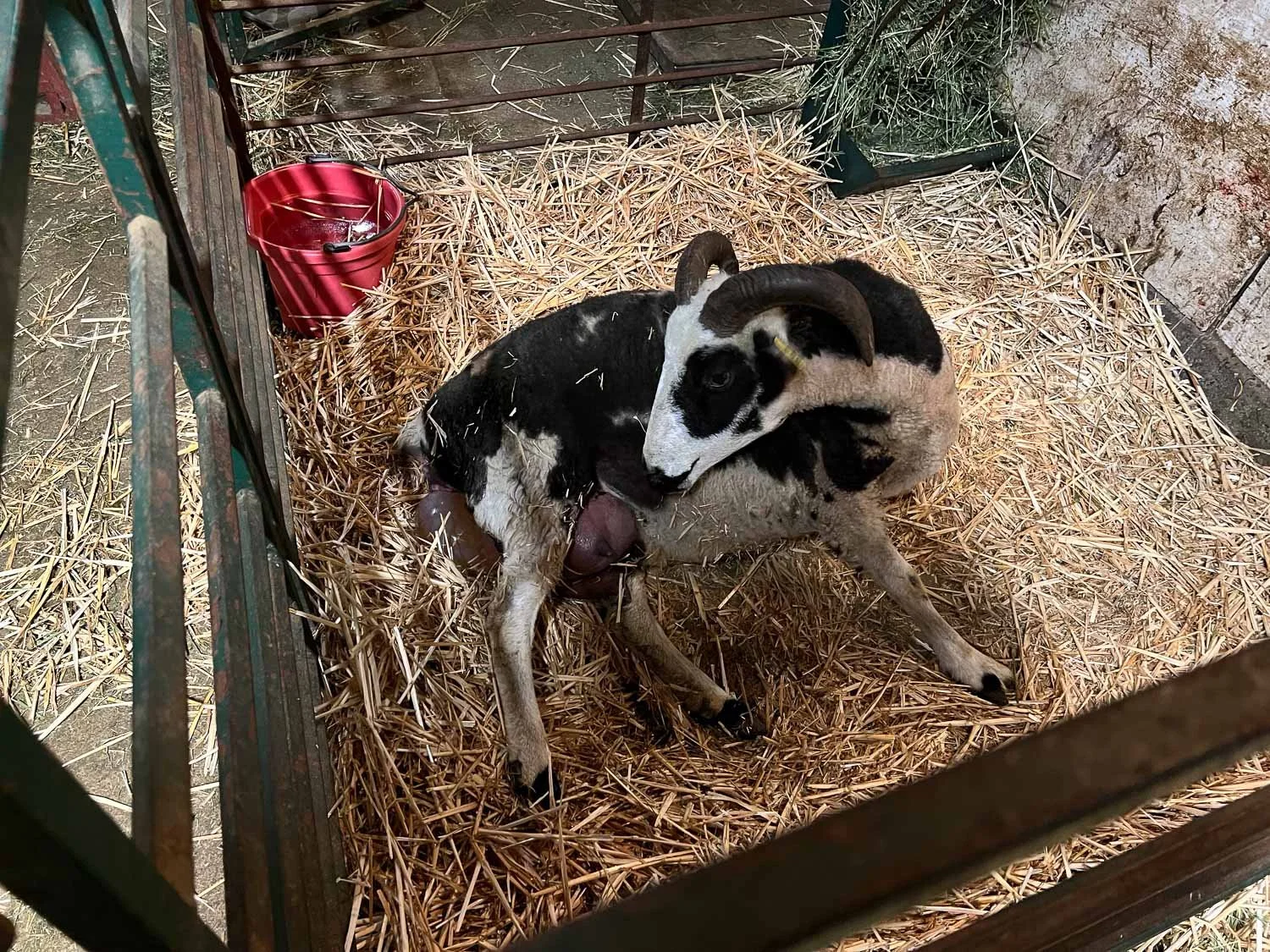 More Lambs Again — Meridian Jacobs