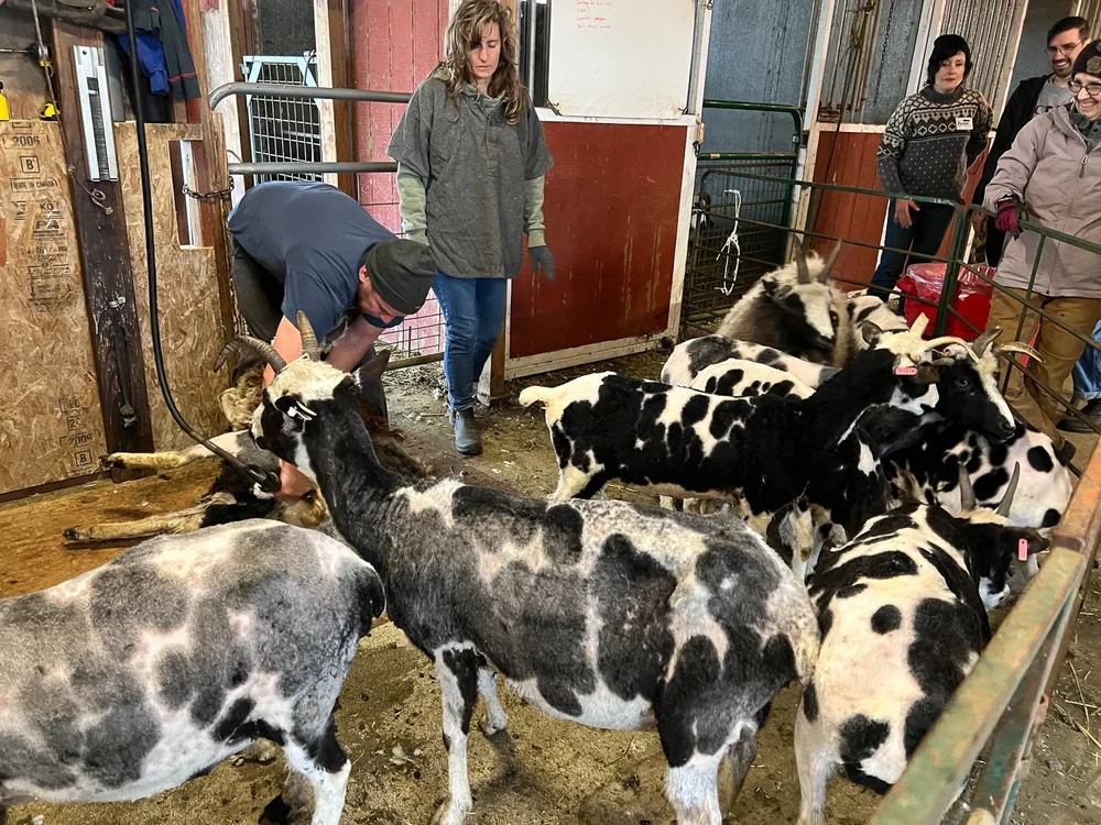 Shearing Day, January 29, 2023 - Part 1 — Meridian Jacobs