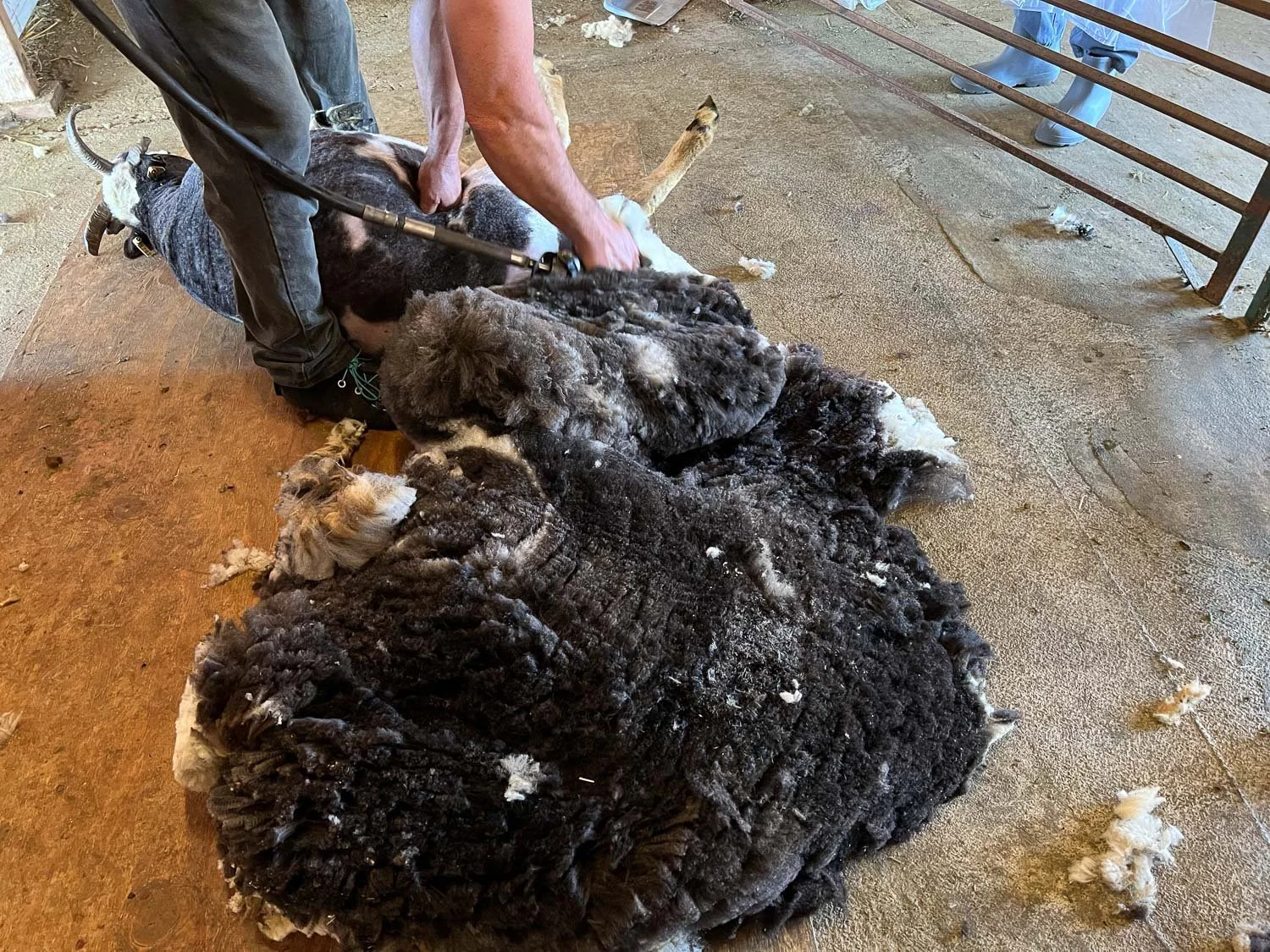 Shearing Day 2022 - Part 2 — Meridian Jacobs