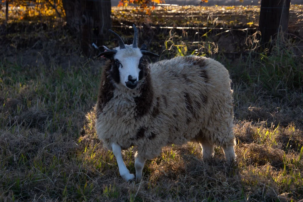 Sheep Portraits — Meridian Jacobs