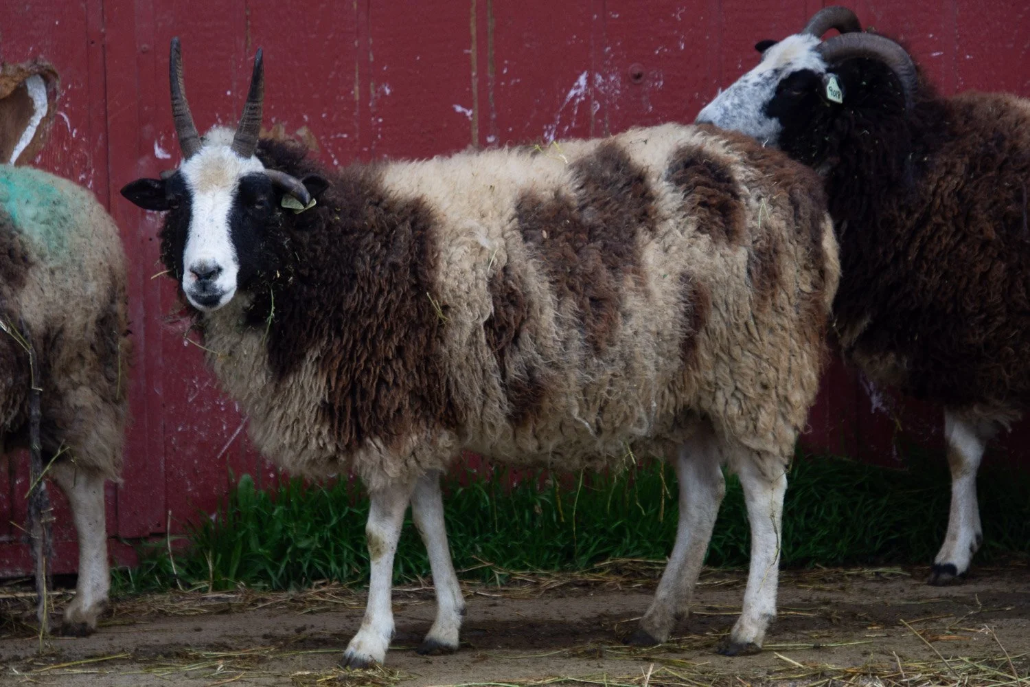 Ewes at Meridian Jacobs
