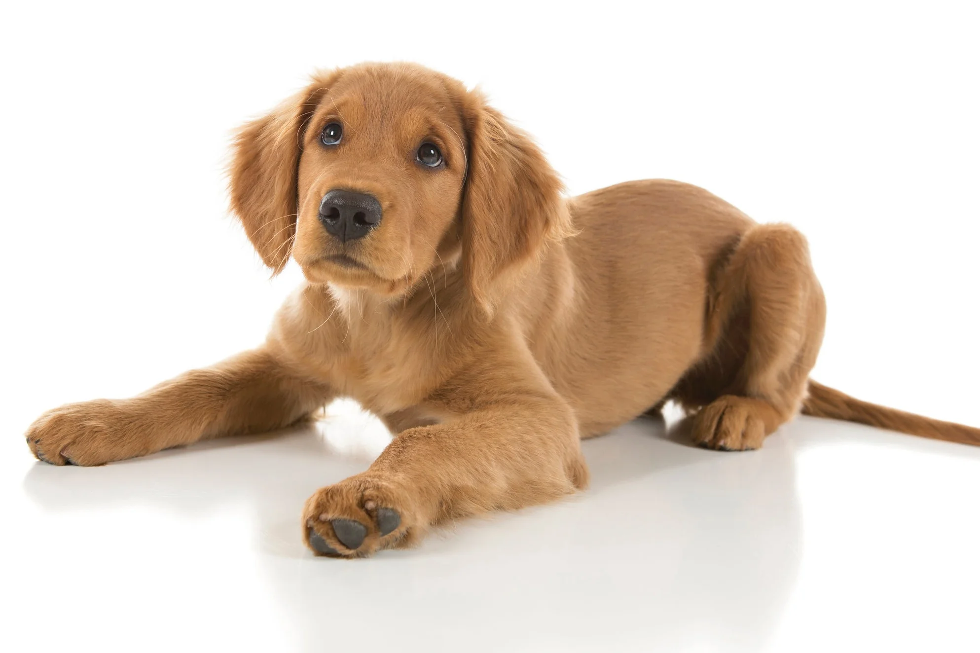 3 Benefits Of Teaching Your Dog To Down/Stay