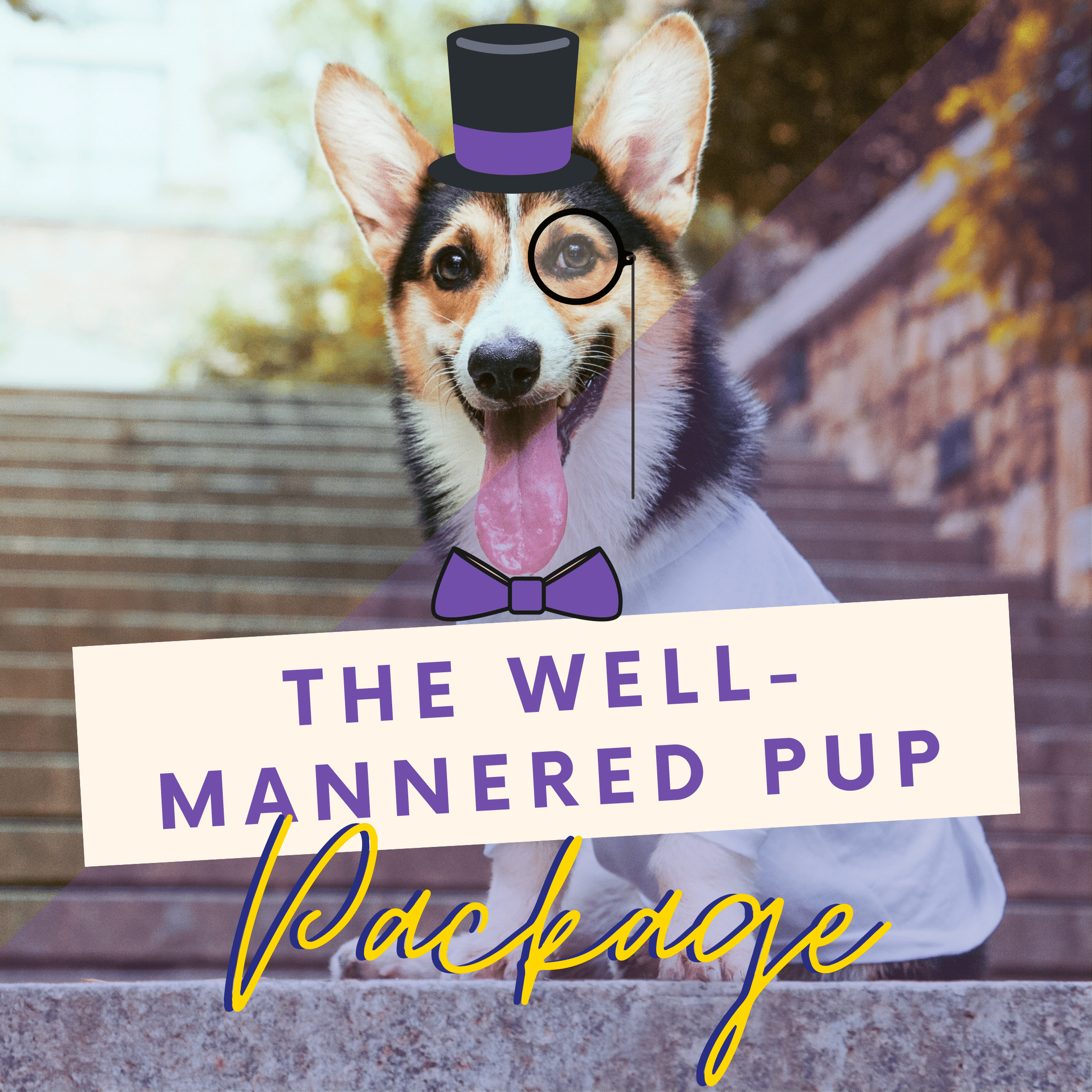 Dog Training Packages & Products