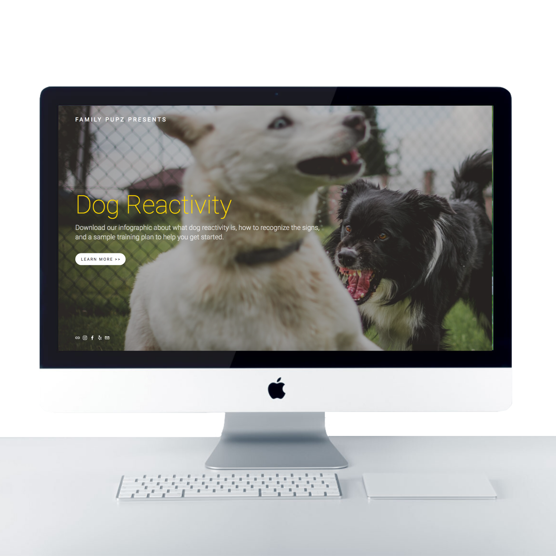 Denver Dog Training Resources