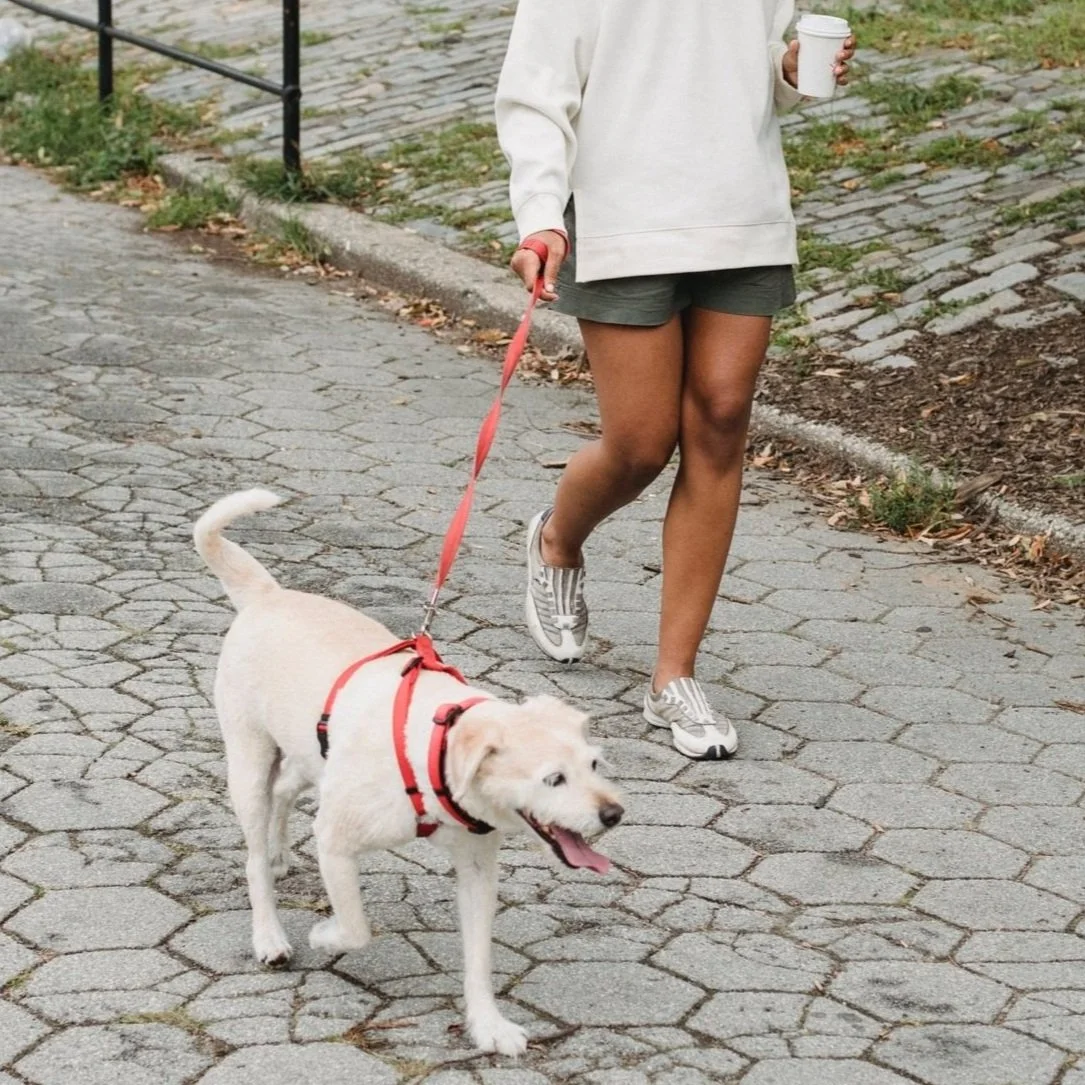 How To Manage And Reduce Leash Reactivity in Dogs | Online Course