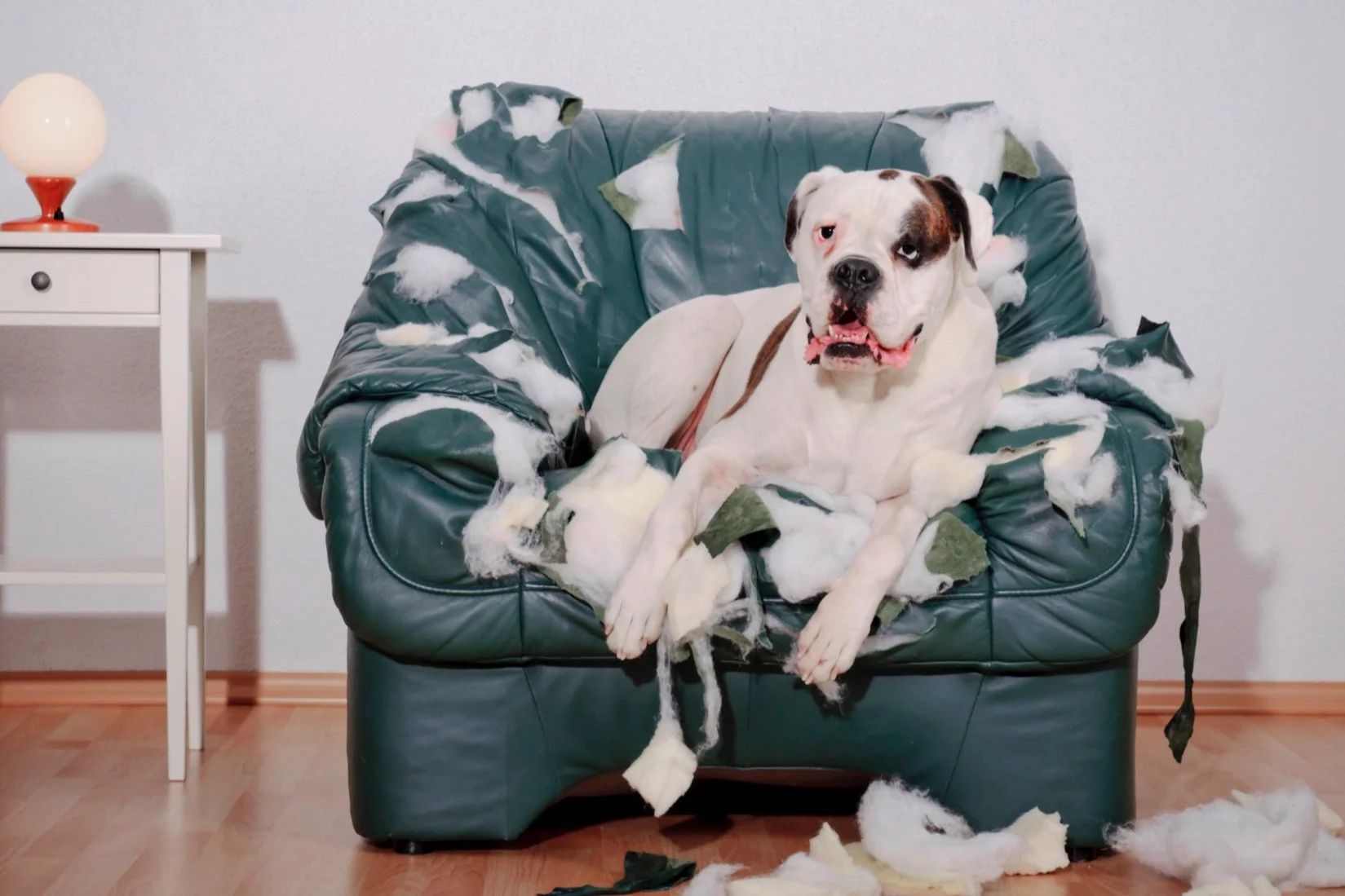 How To Stop Unwanted Behaviors In Your Dog