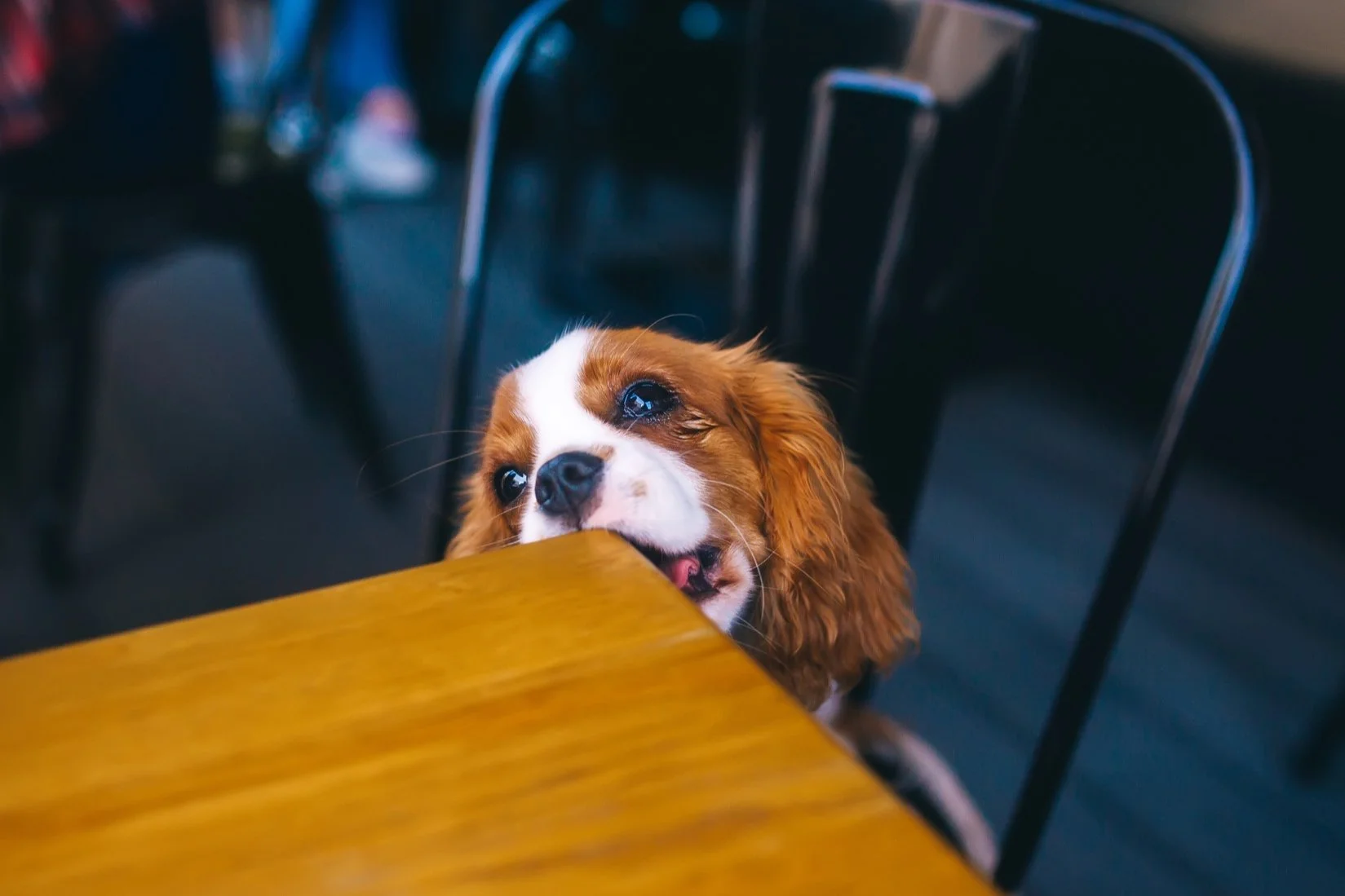 How To Stop Unwanted Behaviors In Your Dog