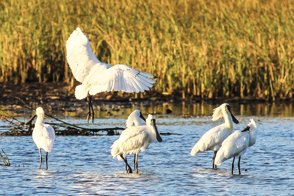 Lake Domain Reserve and Barton's Lagoon — Wairarapa Moana Wetlands Project
