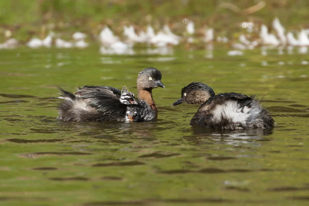 Birds — Wairarapa Moana Wetlands Project