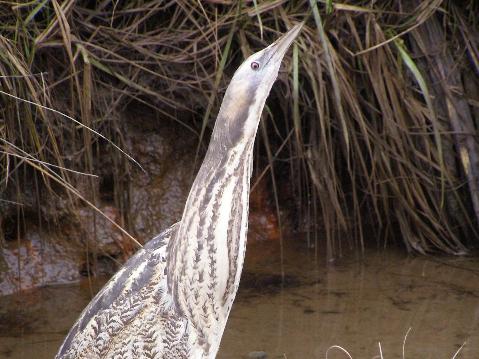 Lake Domain Reserve and Barton's Lagoon — Wairarapa Moana Wetlands Project