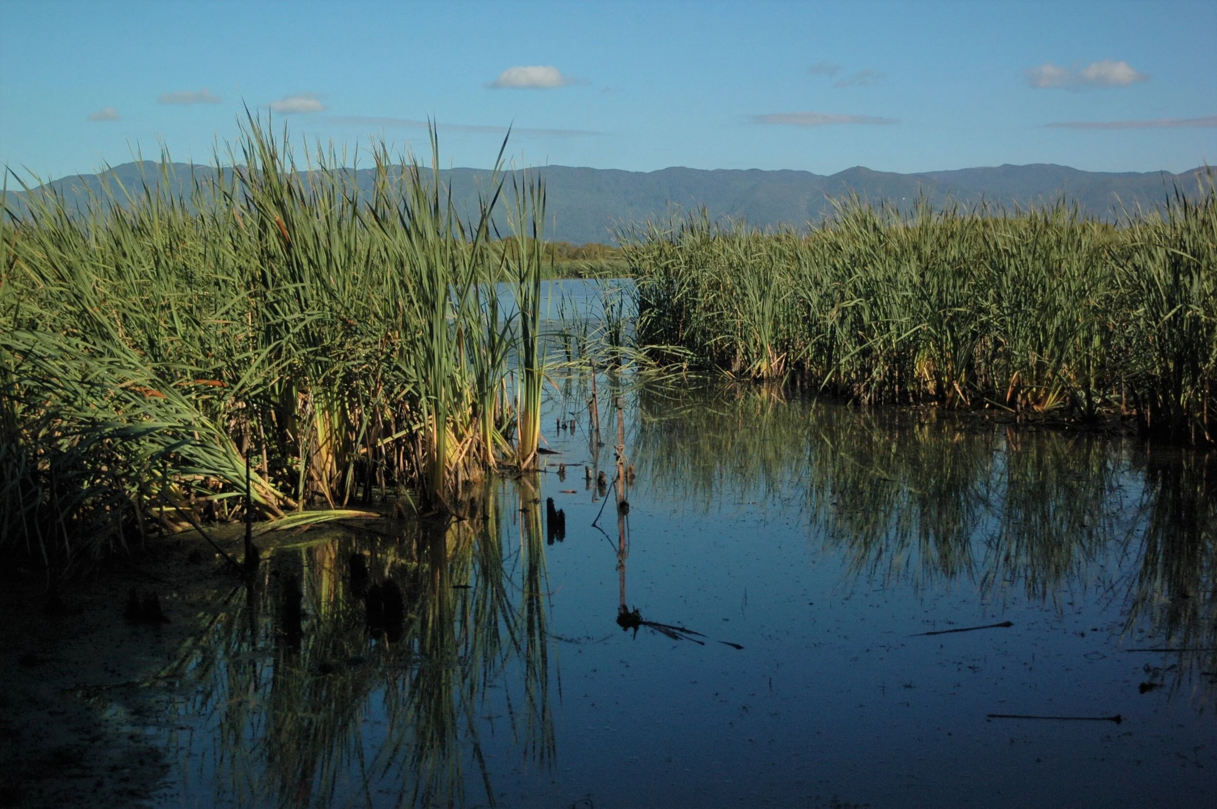 Open water and lagoons — Wairarapa Moana Wetlands Project
