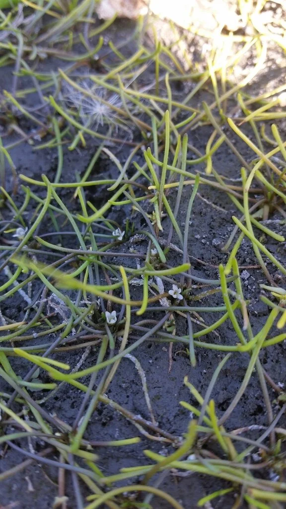 Lakeshore mudflats — Wairarapa Moana Wetlands Project