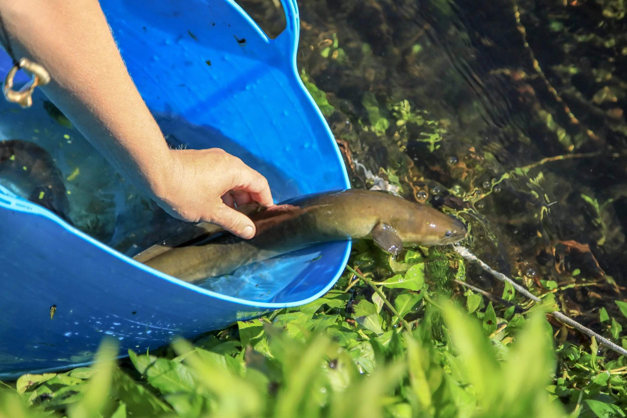 Lake Domain Reserve and Barton's Lagoon — Wairarapa Moana Wetlands Project