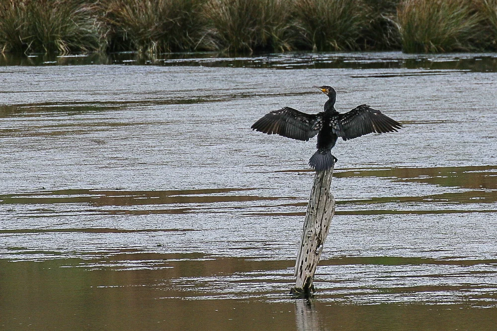 Boggy Pond and Wairio Wetlands — Wairarapa Moana Wetlands Project