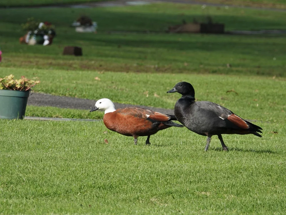 Lake Domain Reserve and Barton's Lagoon — Wairarapa Moana Wetlands Project