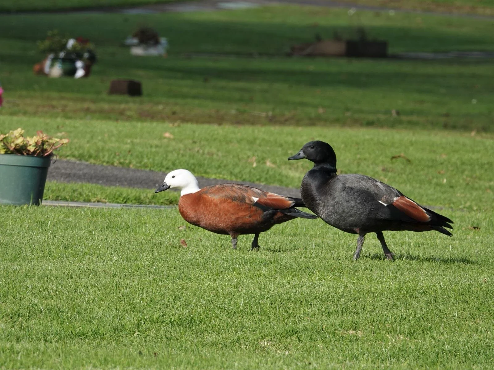 Lake Ferry, Lake Ōnoke and Ōkorewa Lagoon — Wairarapa Moana Wetlands ...