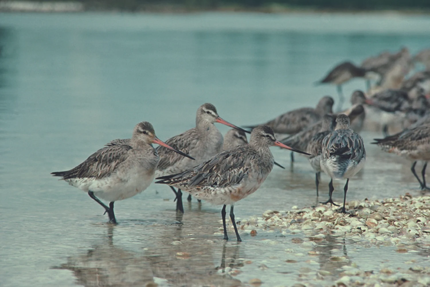 Boggy Pond and Wairio Wetlands — Wairarapa Moana Wetlands Project