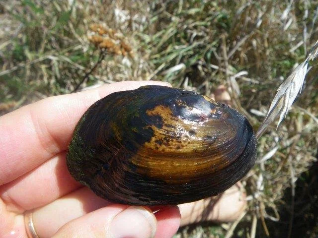 Kākahi — Wairarapa Moana Wetlands Project