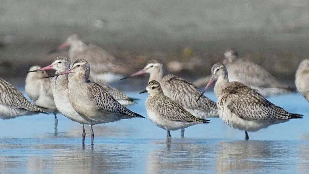 Bird watching — Wairarapa Moana Wetlands Project