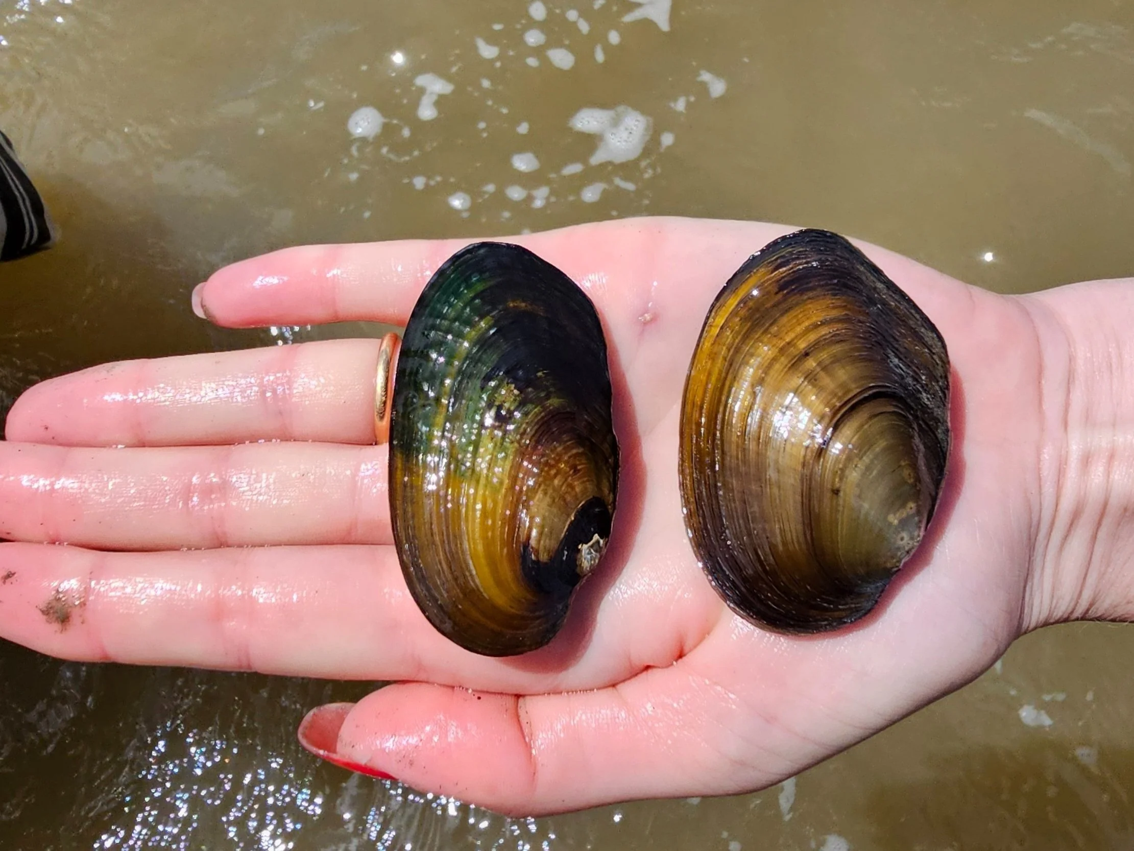 Introduction — Wairarapa Moana Wetlands Project