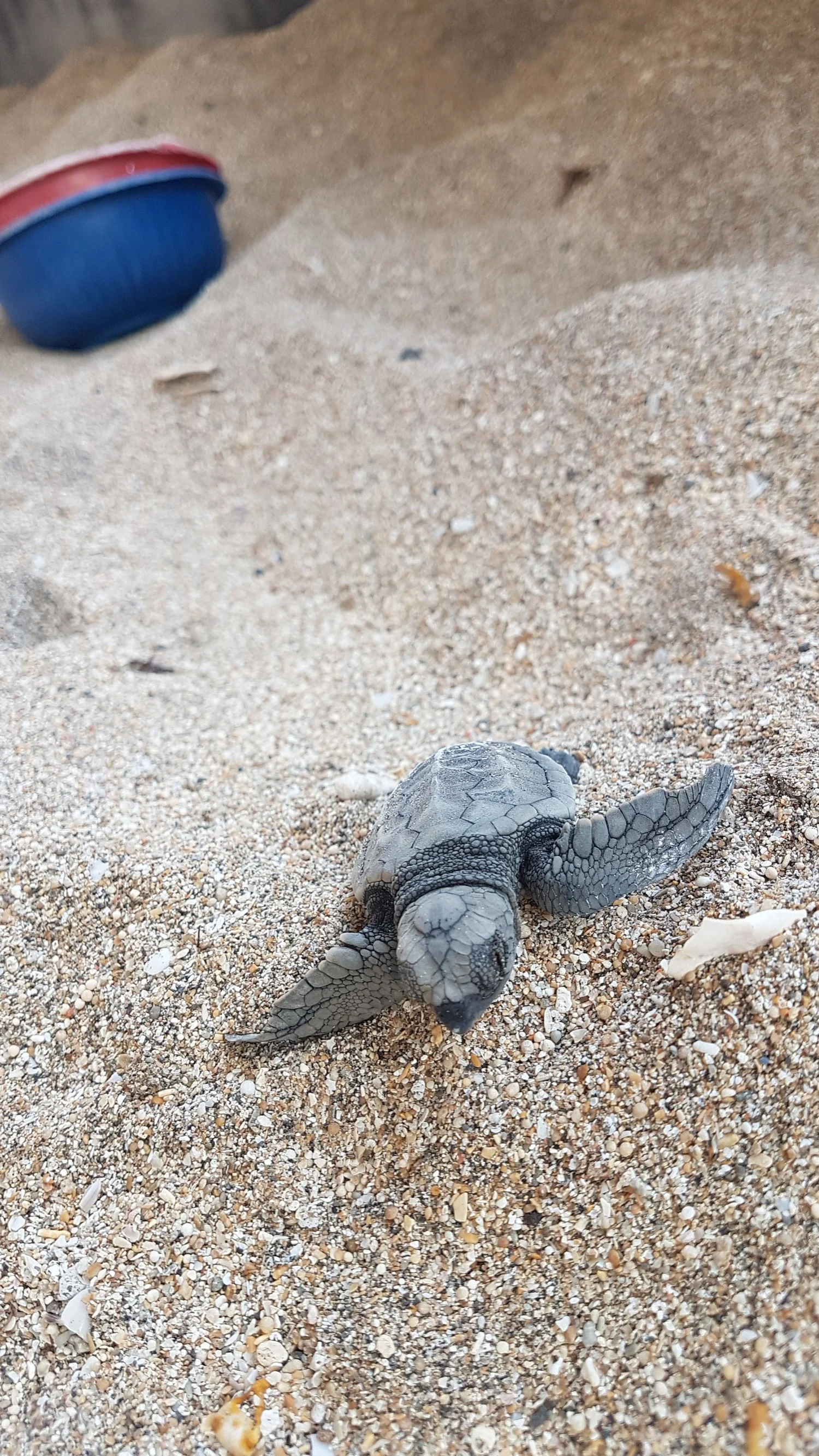 9 Things I Wished I Knew Before Visiting Bali (Bali Tourist Traps ...