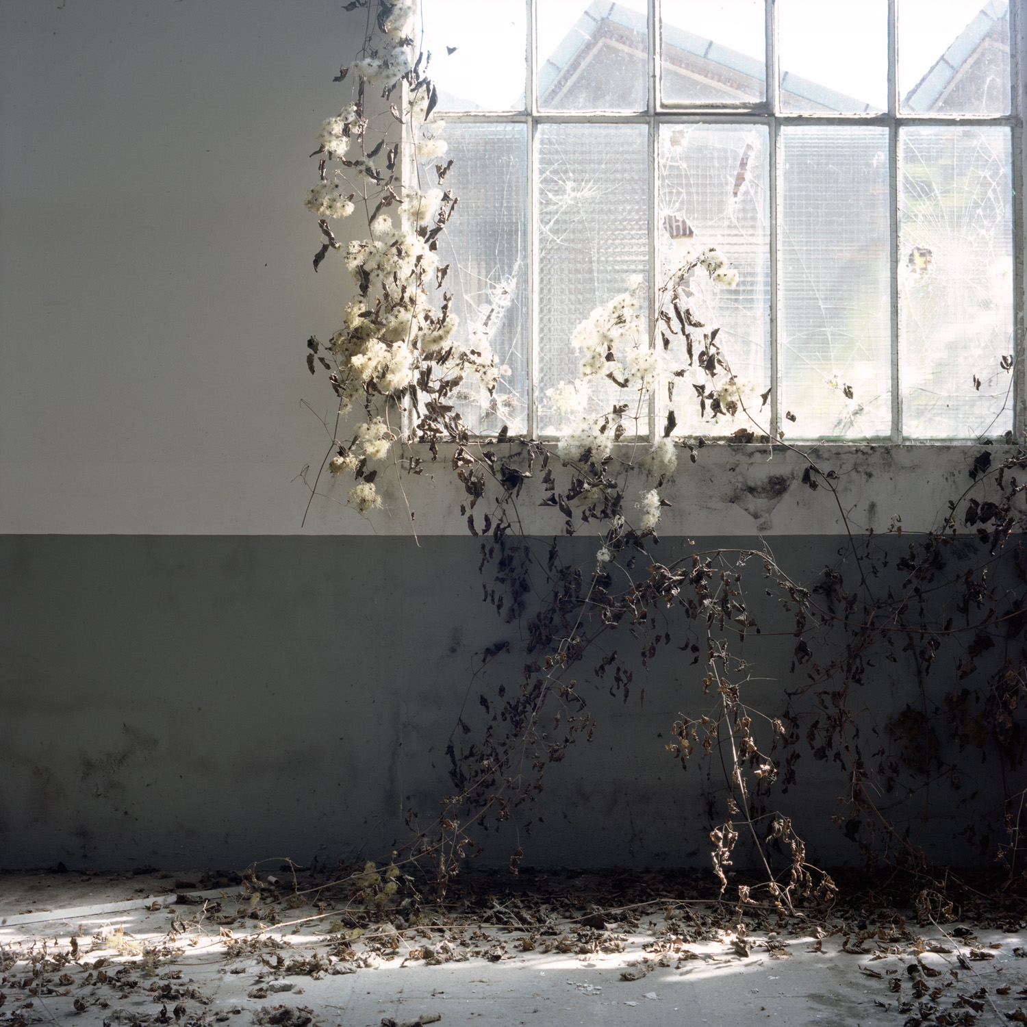 Mirglis - Sarah Van Der Linden