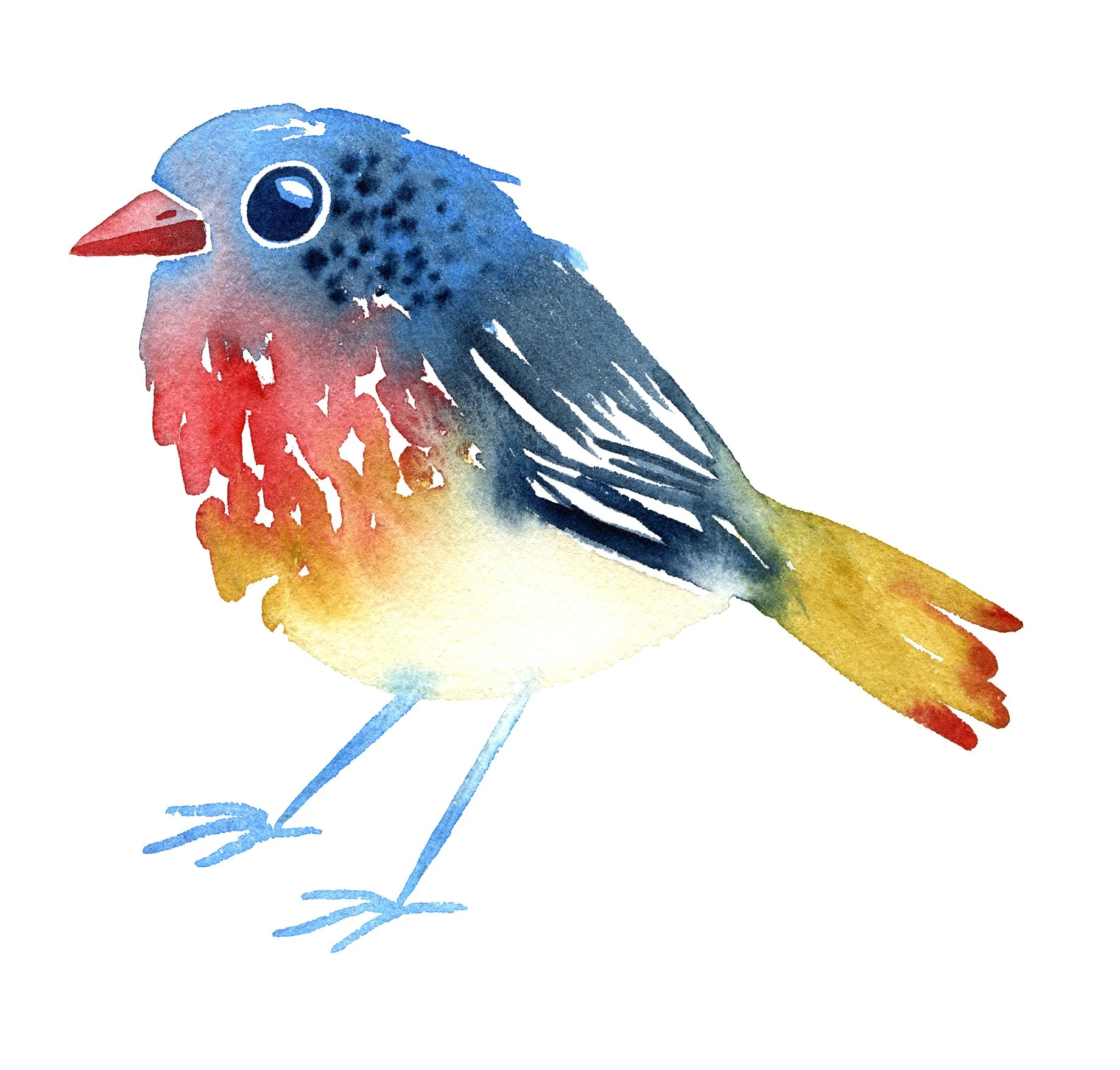 Peindre un oiseau à l'aquarelle — Mirglis - Sarah Van Der Linden Peindre un oiseau à l'aquarelle — Mirglis - Sarah Van Der Linden