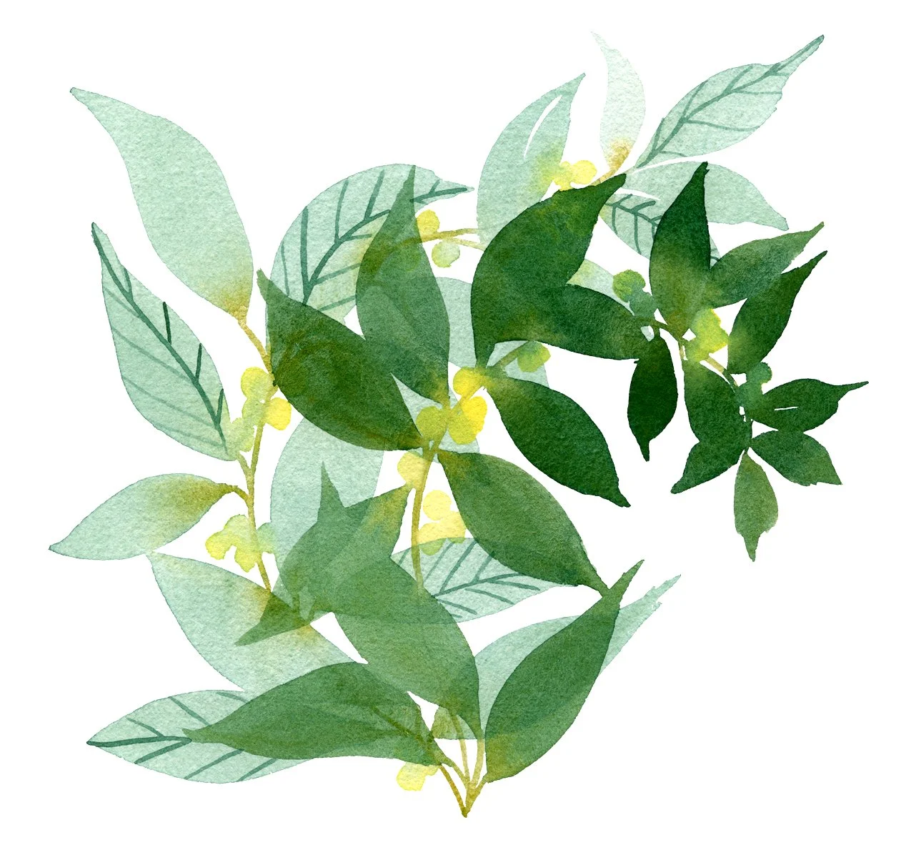 Peindre du laurier à l'aquarelle — Mirglis - Sarah Van Der Linden