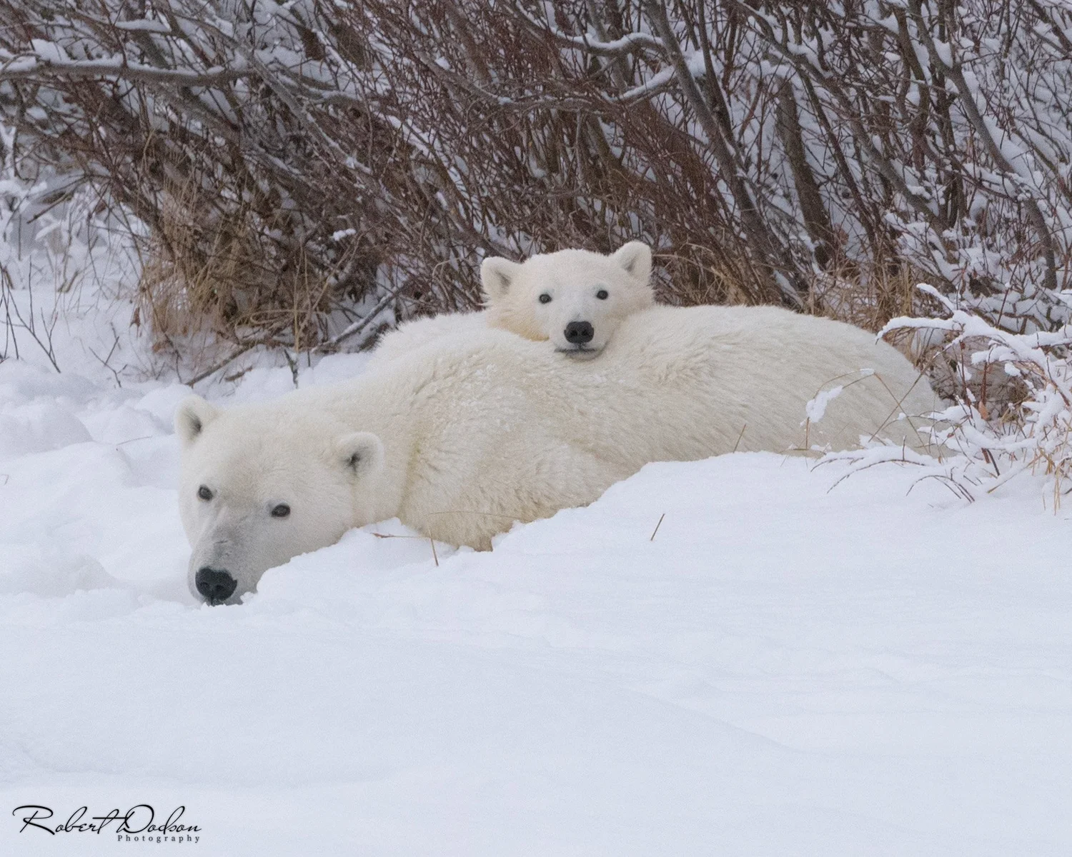 Robert Dodson Photography