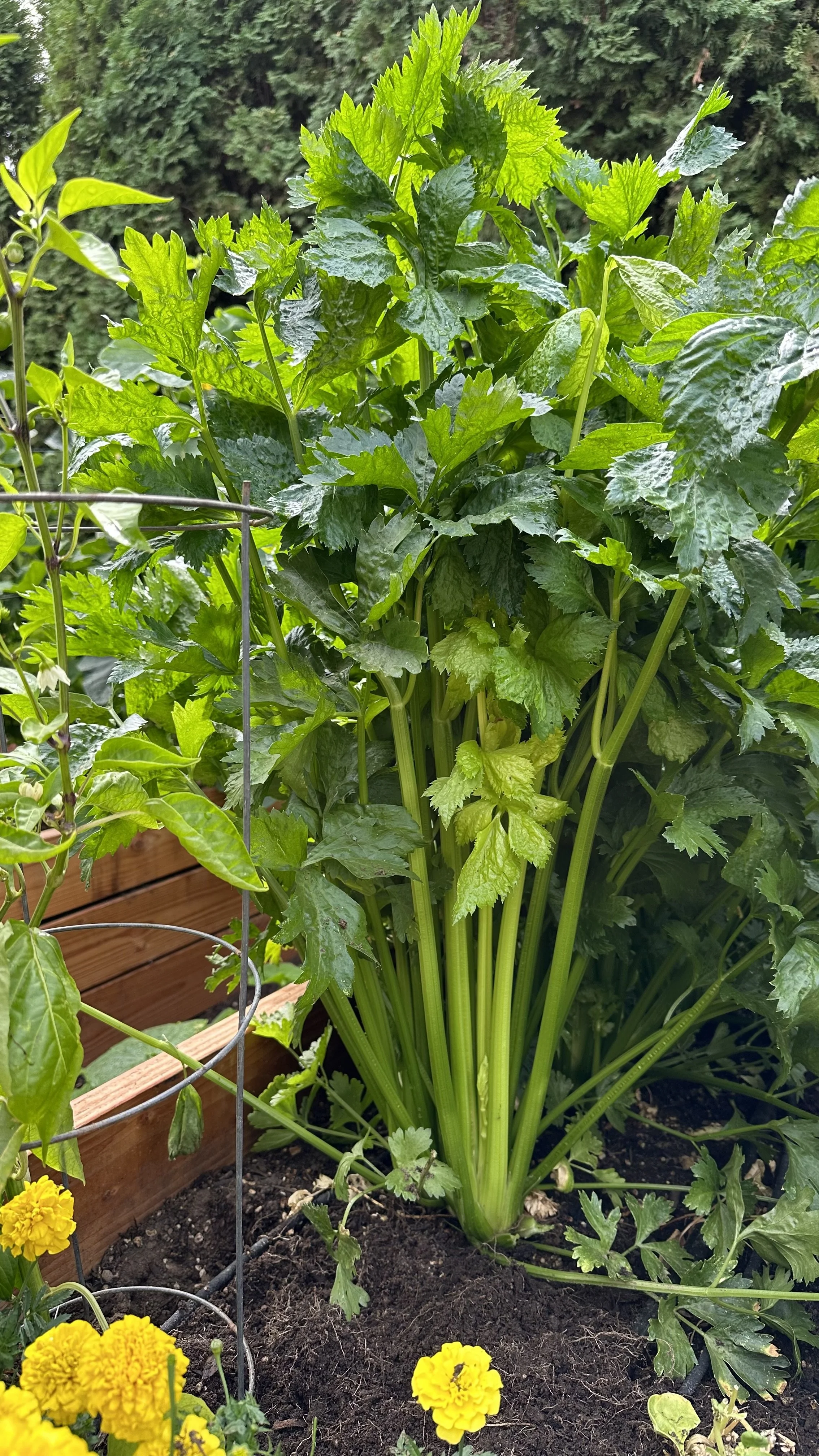 Container-Grown Celery: A Step-by-Step Guide — Meadowlark Journal