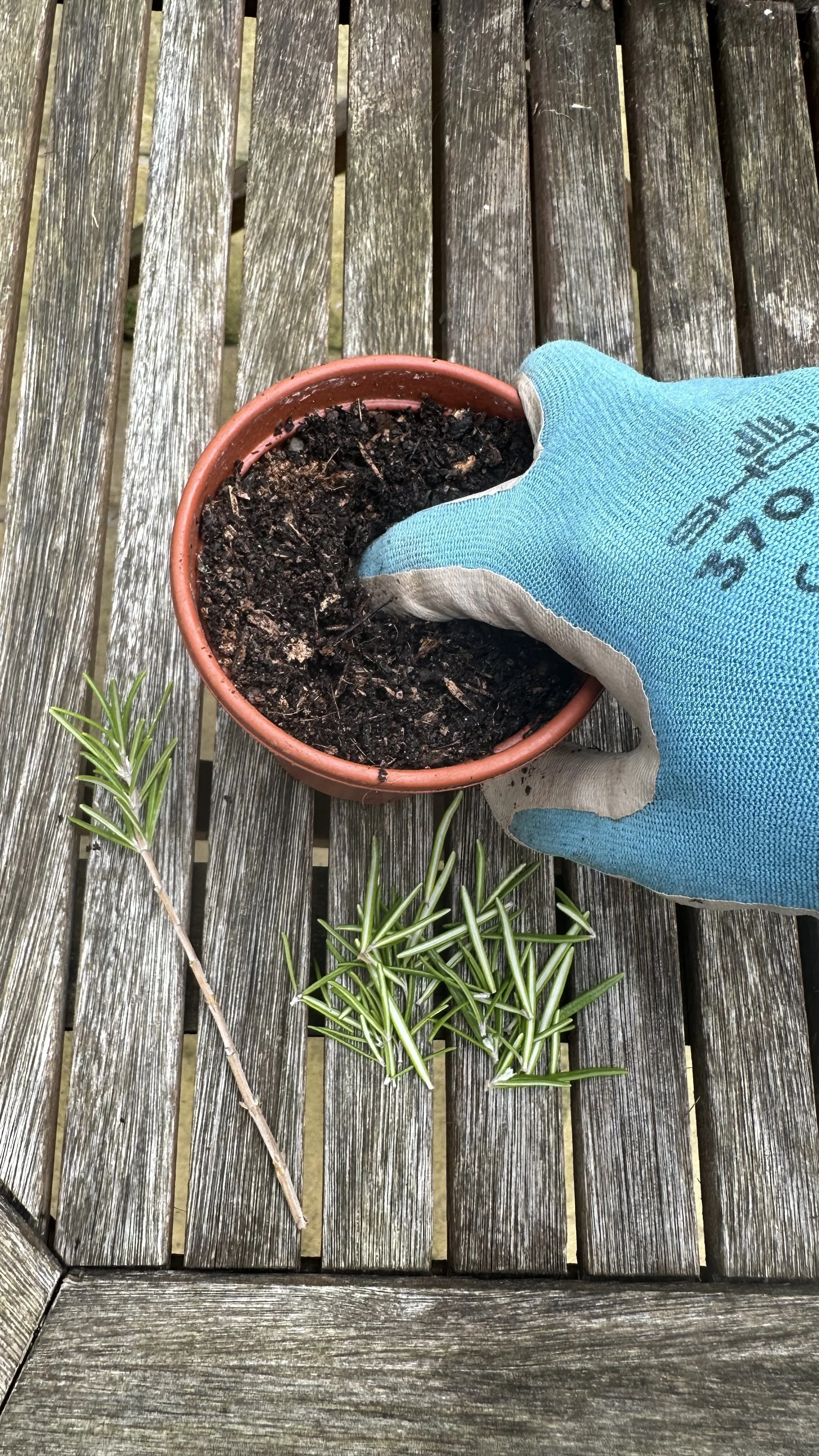 How to Propagate Rosemary: A Step-by-Step Guide — Meadowlark Journal