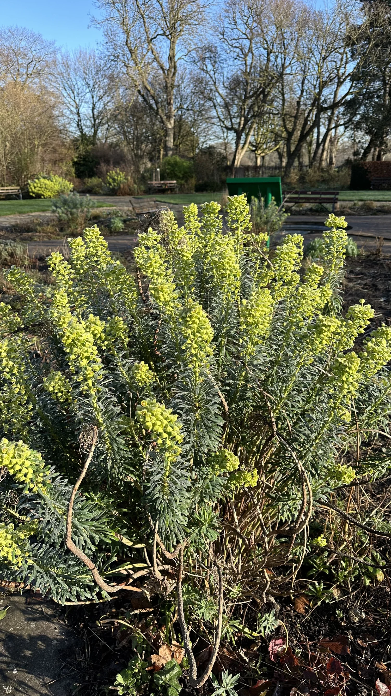 Top Slug Resistant Plants to Transform Your Garden — Meadowlark Journal