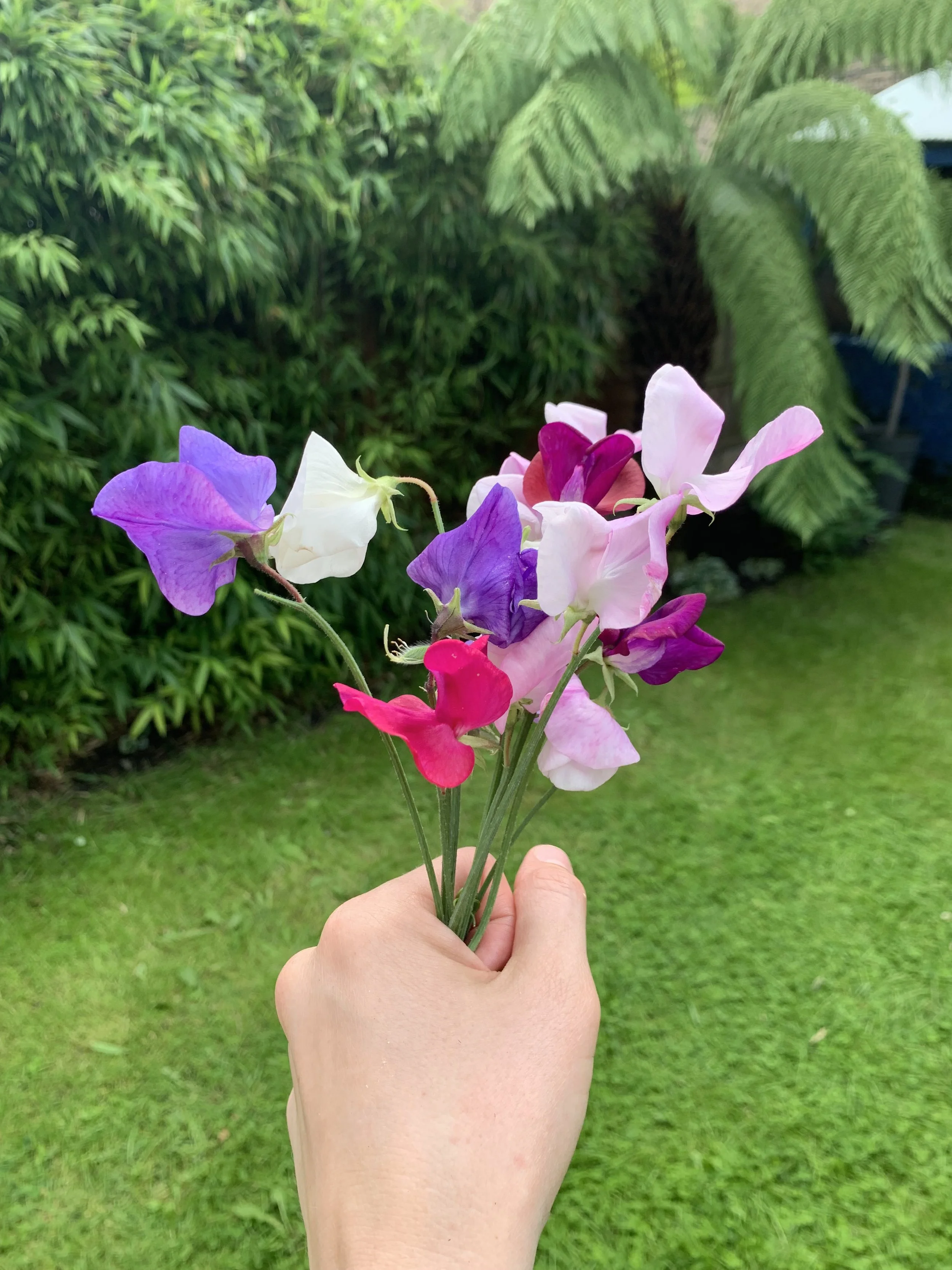 Top 12 Easy to Grow Hardy Annuals — Meadowlark Journal