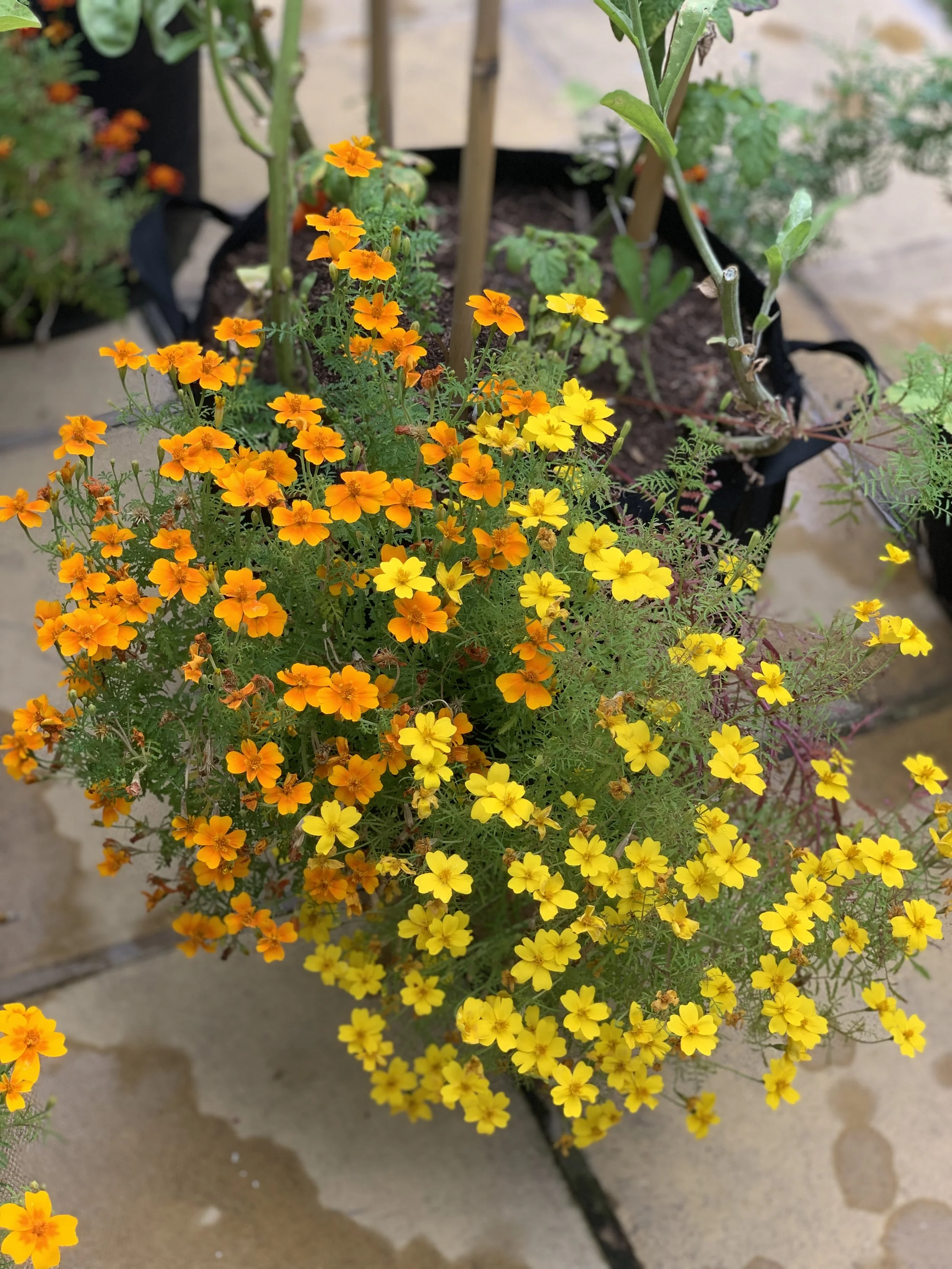 How to Pair Marigold Companion Plants — Meadowlark Journal