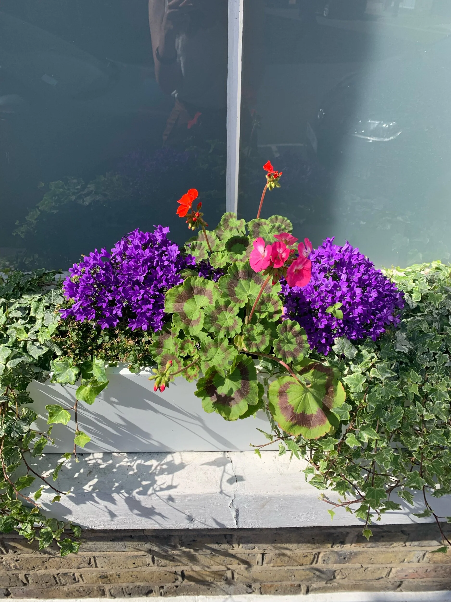 Window Box Planting Tips — Meadowlark Journal