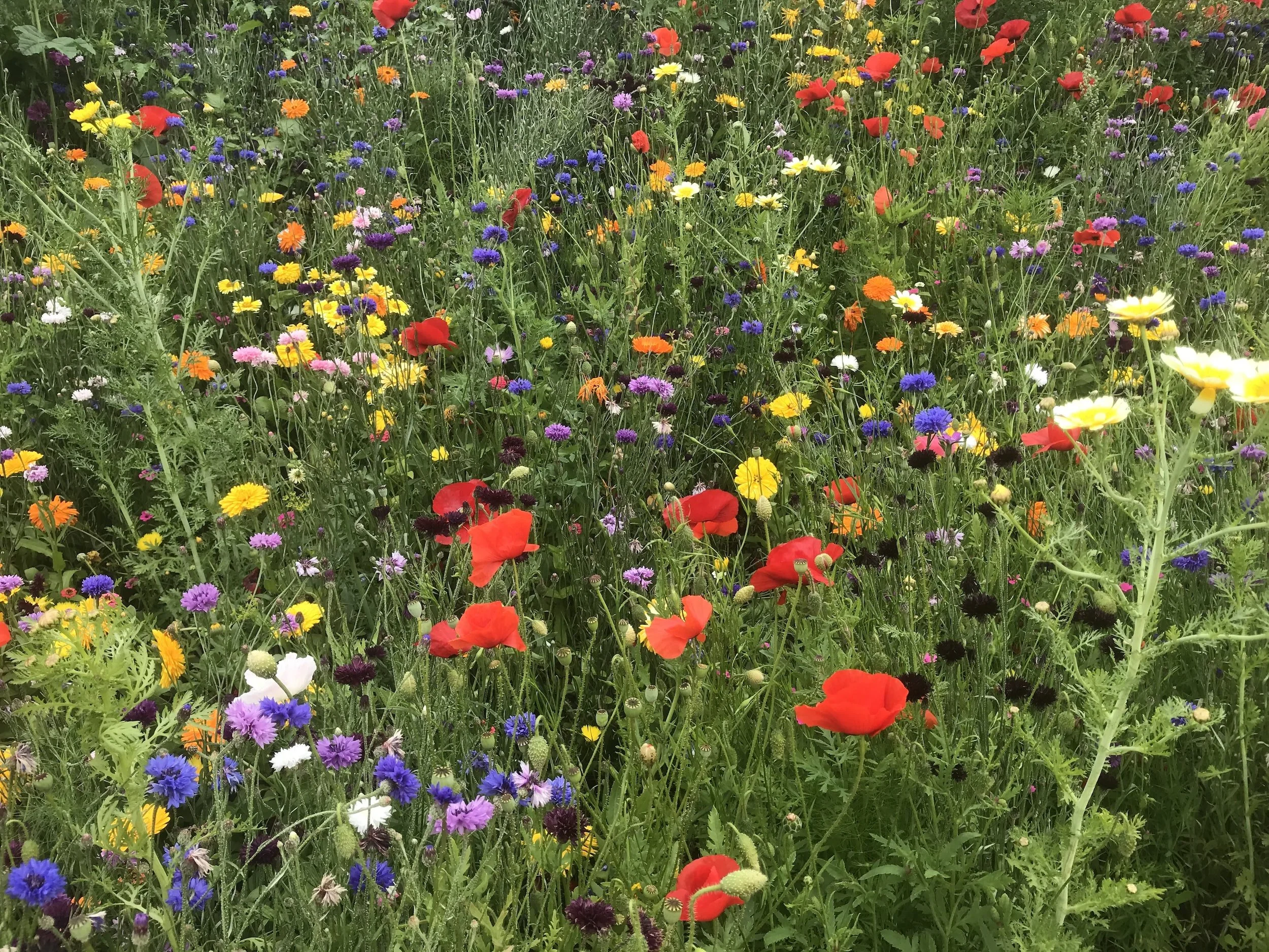 When To Plant Wildflower Seeds Meadowlark Journal