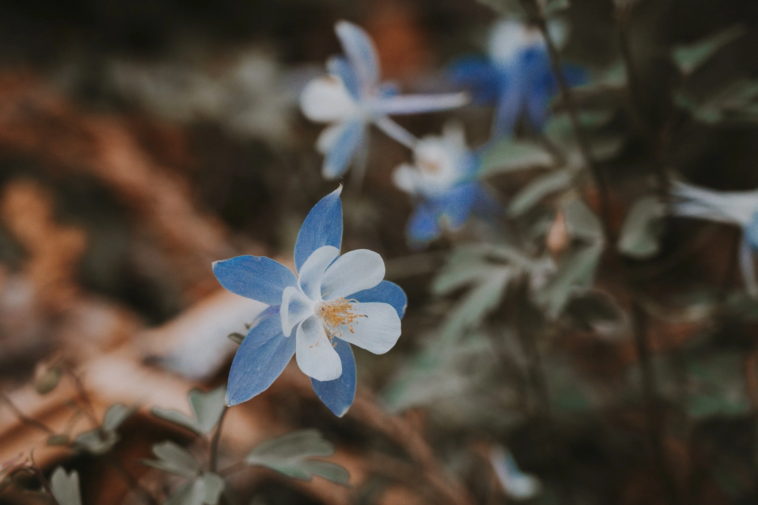 The Best Wildflowers for Shade — Meadowlark Journal