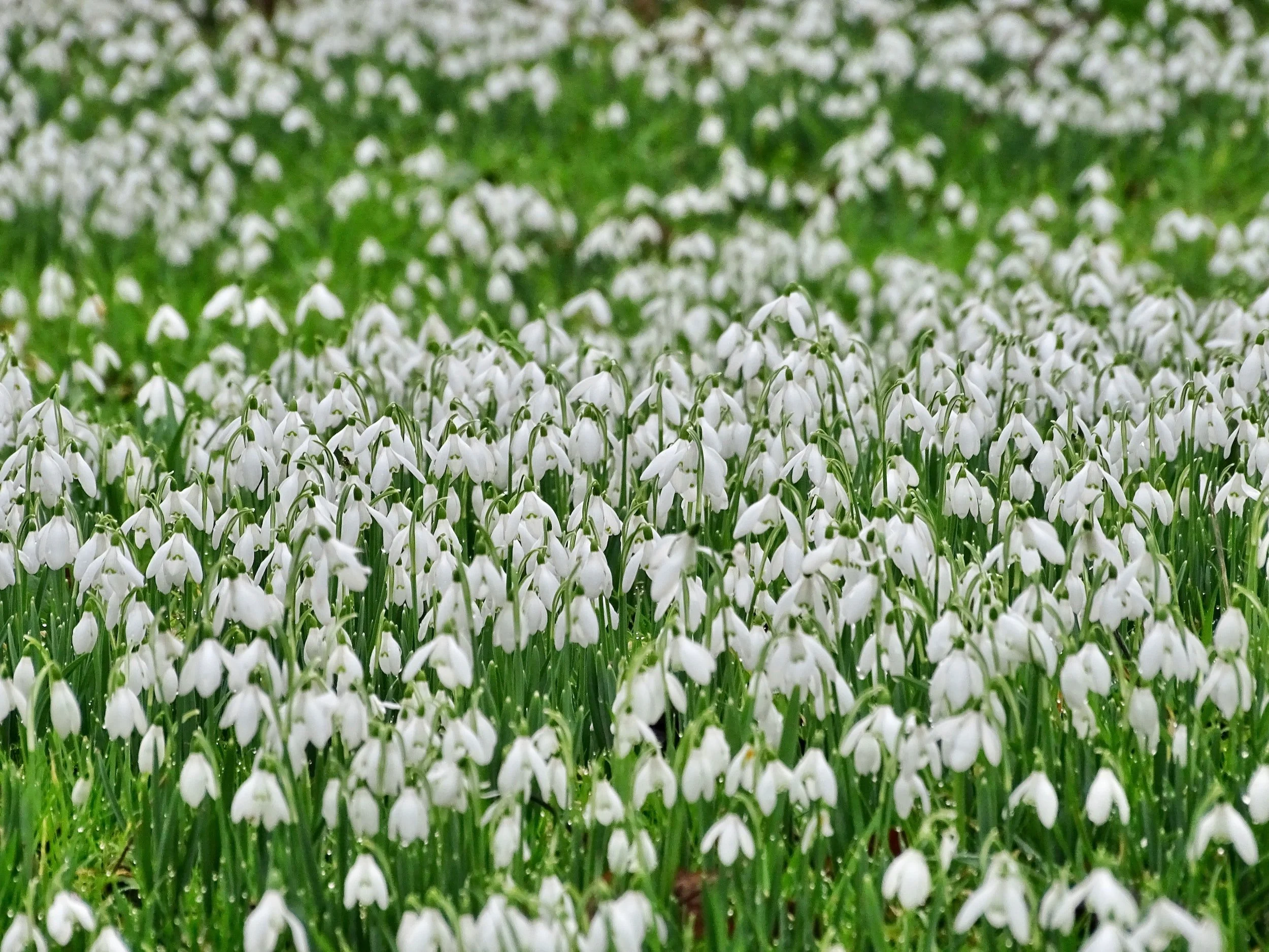 The Meaning of Snowdrops — Meadowlark Journal